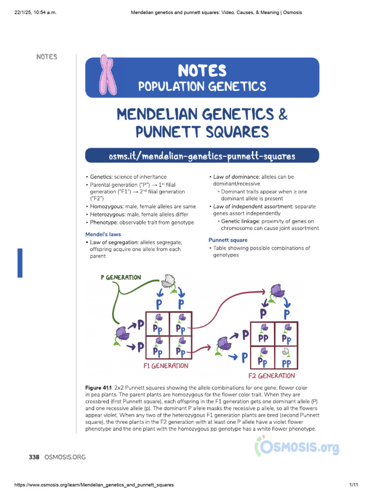 Mendelian Genetics and Punnett Squares - Video, Causes, & Meaning ...
