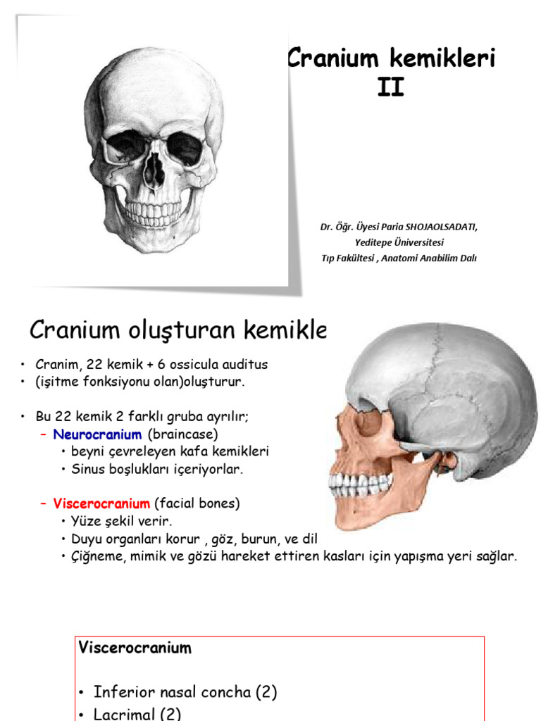 6. Cranium Kemikleri II | PDF