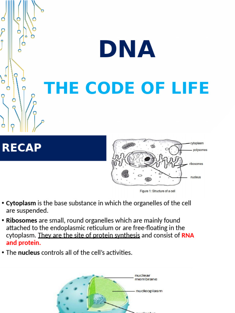 DNA - The Code of Life | PDF | Translation (Biology) | Dna