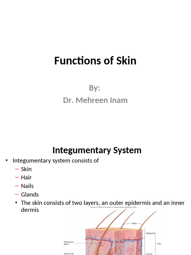 Functions and Structure of Skin | PDF | Skin | Integumentary System