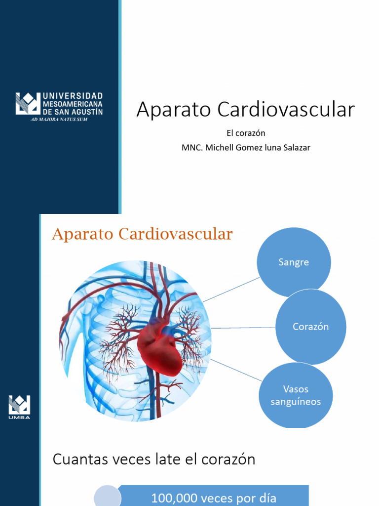 Anatomía Cardivascular | PDF | Corazón | Aorta
