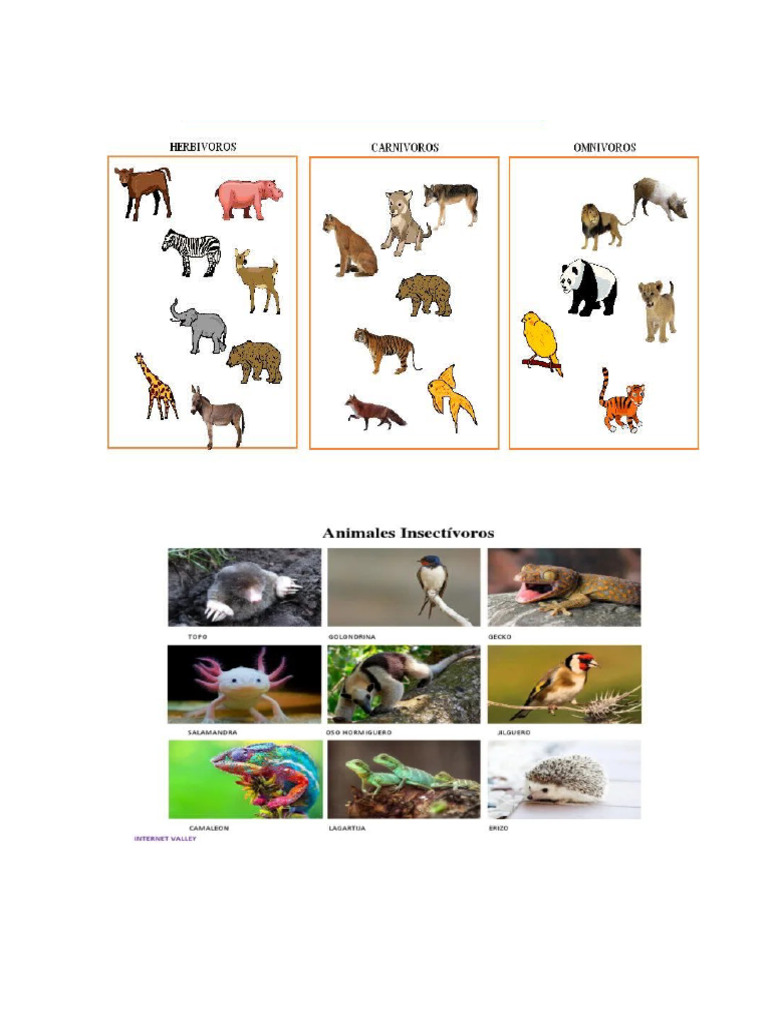 Clasificacion de Los Animales Segun Su Alimentacion | PDF