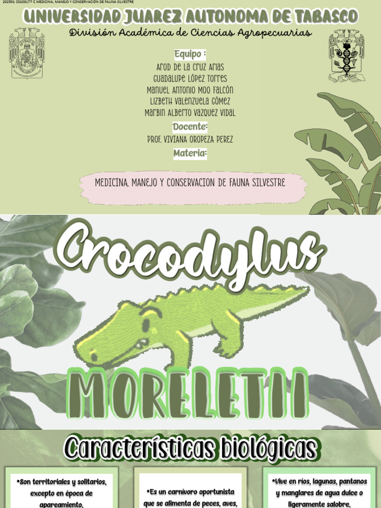 Cocodrilo | PDF | Zoología