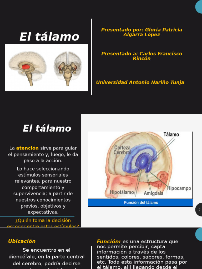 el tálamo | PDF | Tálamo | Cerebro