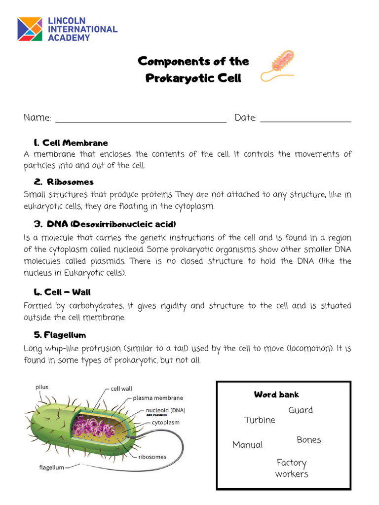 Class 6-Prokaryotic Cell - Research Document | PDF