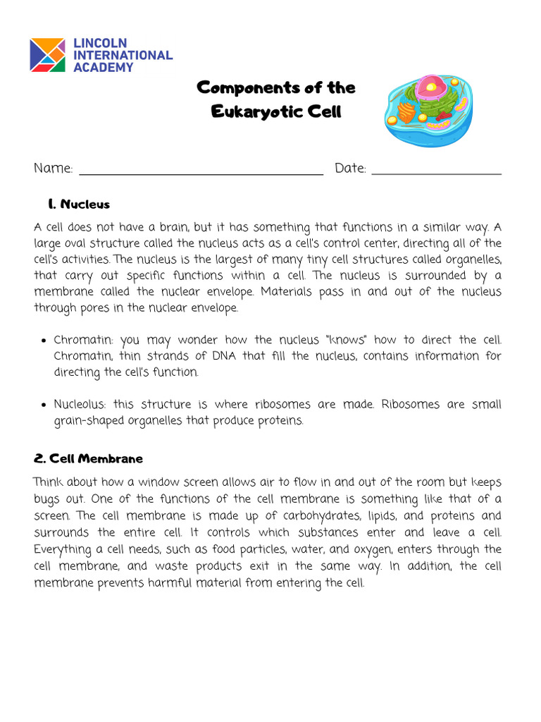 Class 5 - Eukaryotic Cell Structures - Research Document | PDF ...