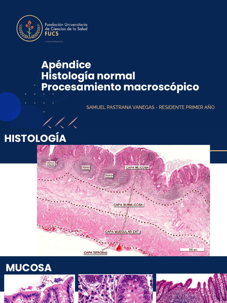 Apéndice Histología Normal y Procesamiento Macroscópico | PDF