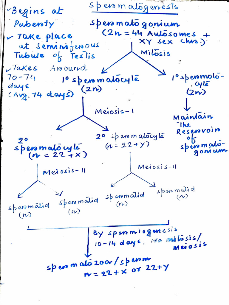 Basics of Fertilization - Writa RM | PDF | Sexual Anatomy | Mammal Reproductive System