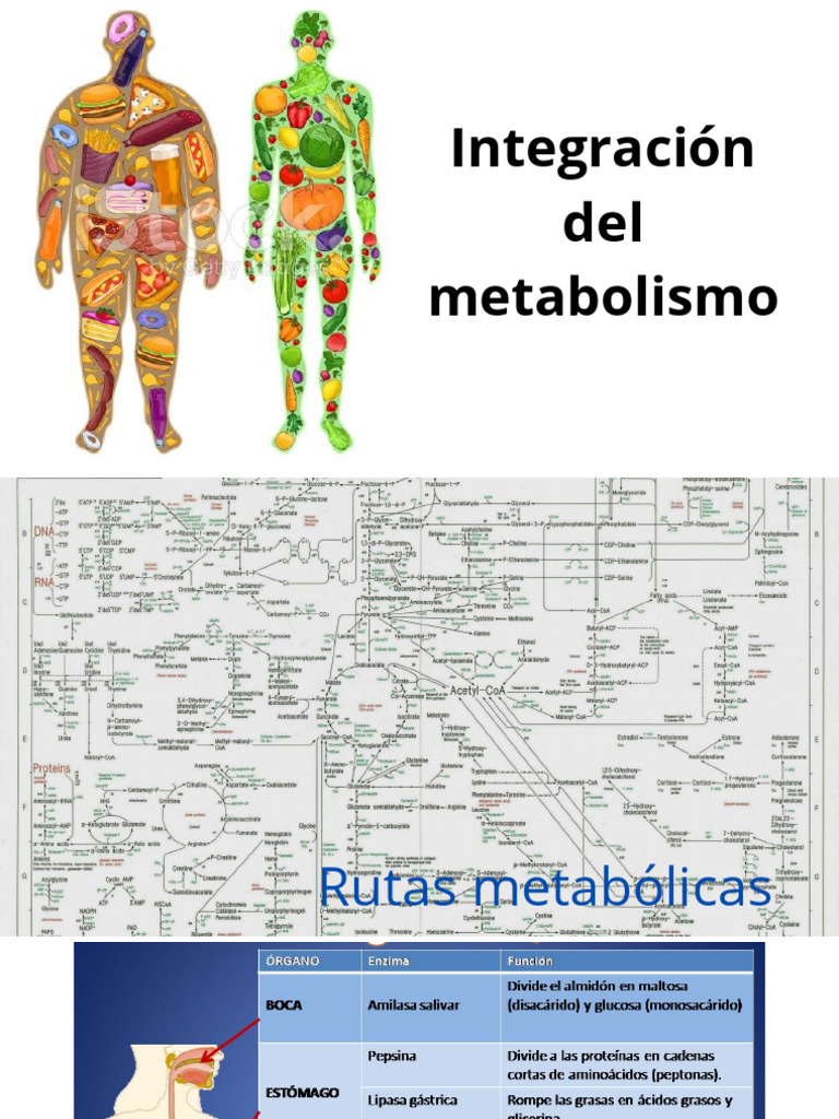 Integración del metabolismo (1) | PDF