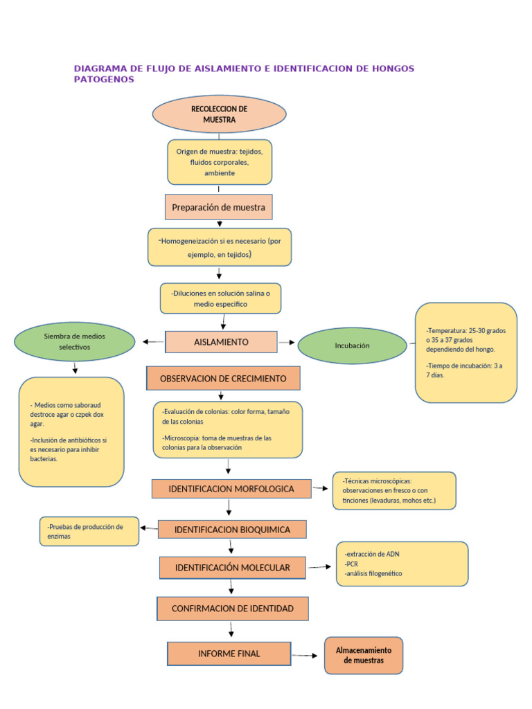 Diagrama de Flujo de Aislamiento e Identificacion de Hongos Patogenos | PDF | Hongo | Microbiología