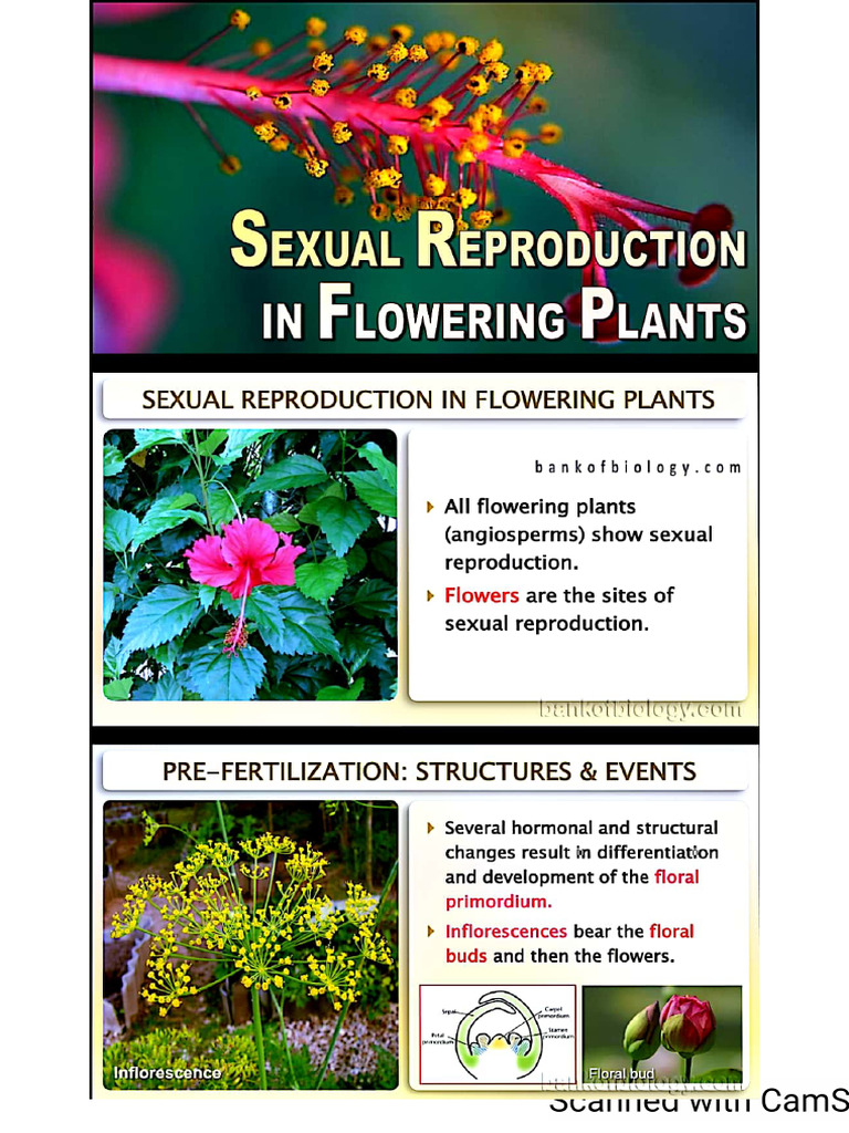 CH - 1 - Sexual Reproduction in Flowering Plants | PDF
