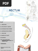 Rectum | PDF | Rectum | Gastroentérologie
