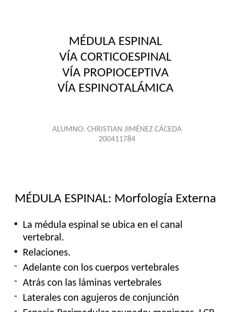 Anatomía y Vías de la Médula Espinal | PDF | Médula espinal | Neurociencia