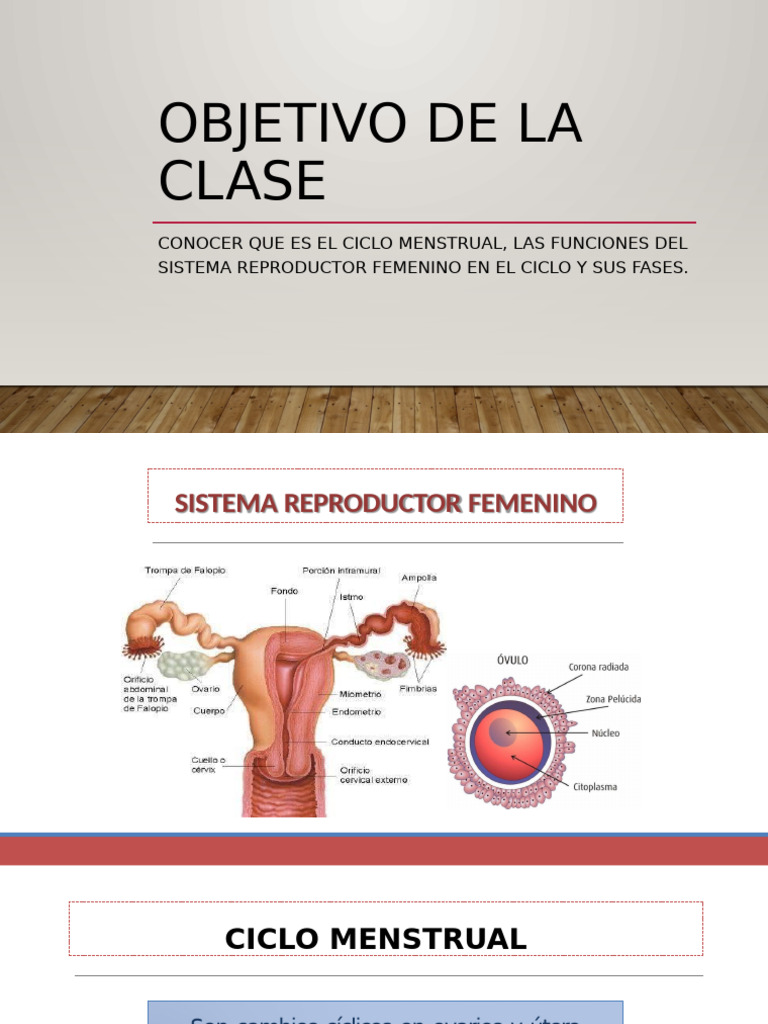 Ciclo Menstrual y Polimenorrea | PDF | Ciclo menstrual | Ovario