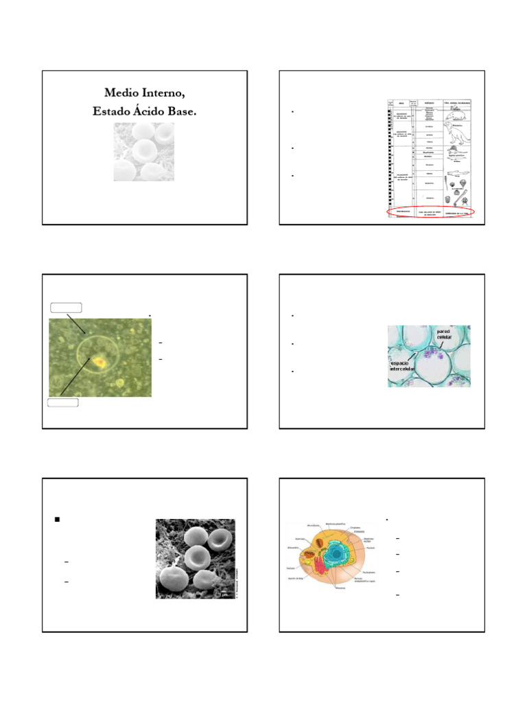 Equilibrio del Medio Interno y Homeostasis | PDF | Homeostasis ...