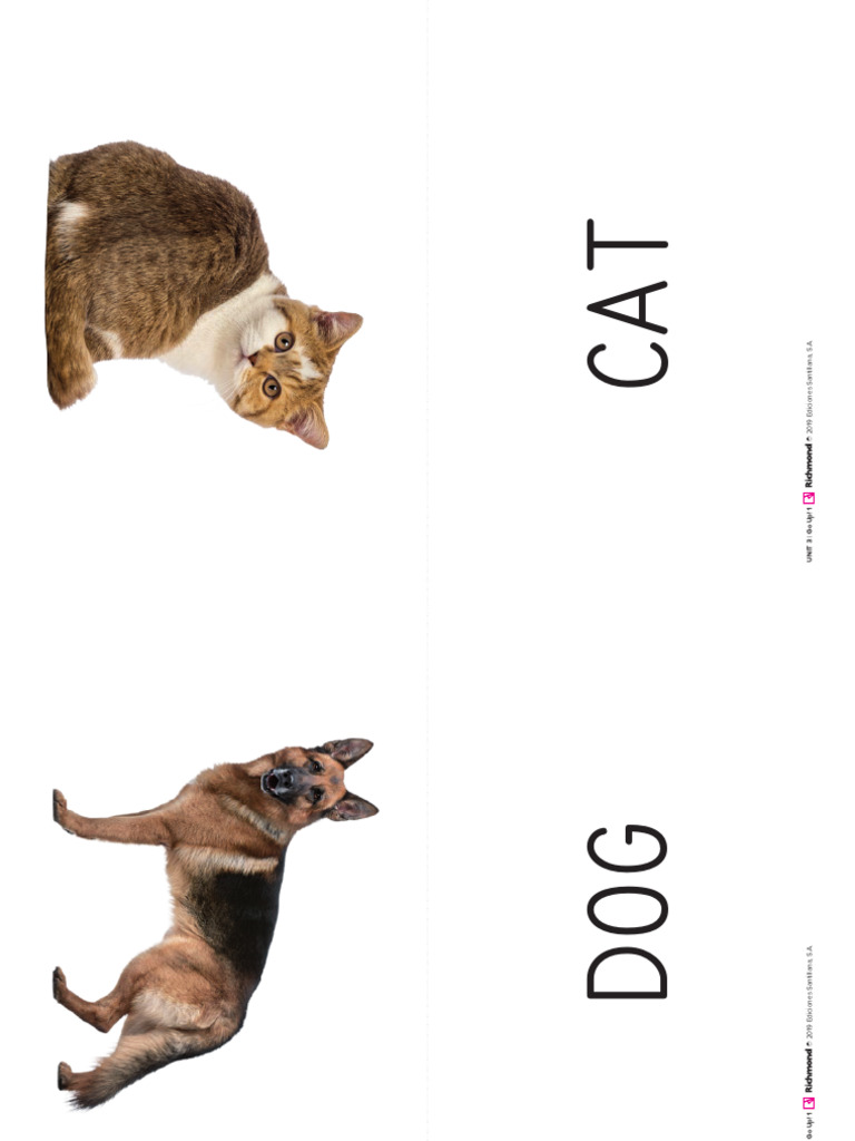 GoUp1 Flashcards U3 | PDF