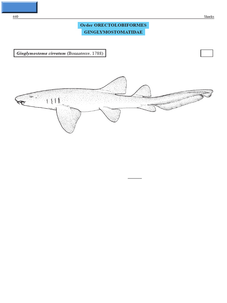 Orectolobiformes 15 | PDF | Sharks | Fish