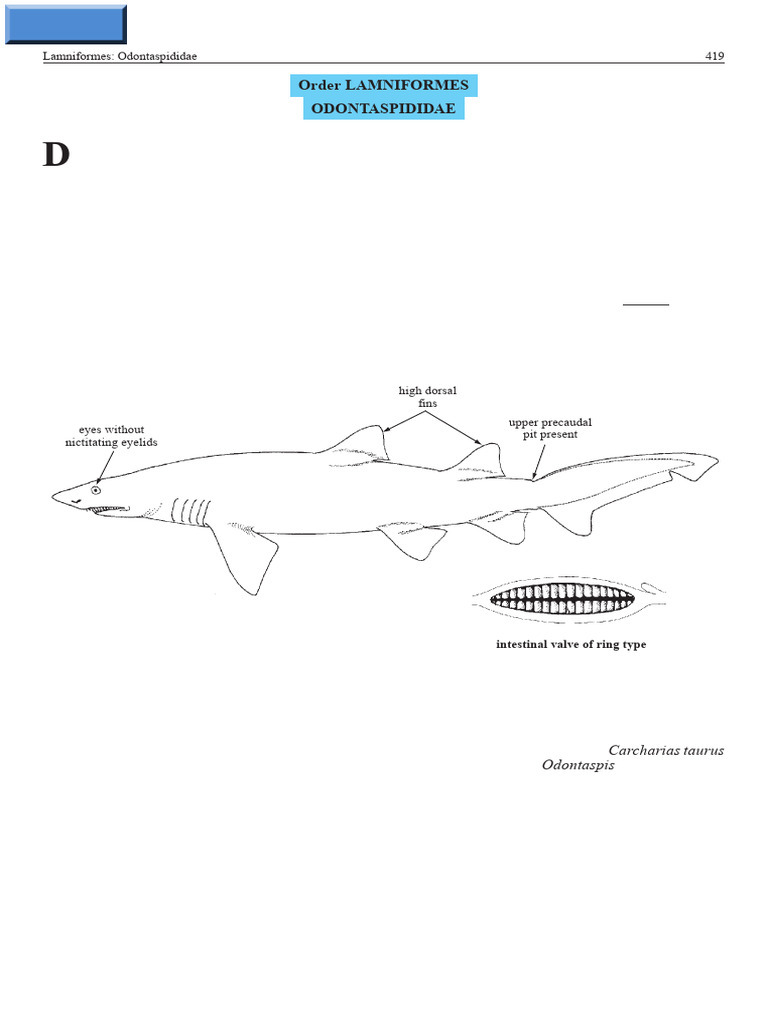 Lamniformes 14 | PDF | Elasmobranchii | Fish
