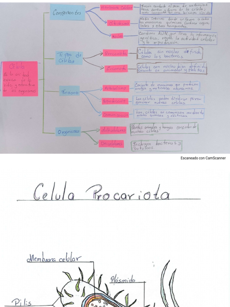 Esquema Celular | PDF