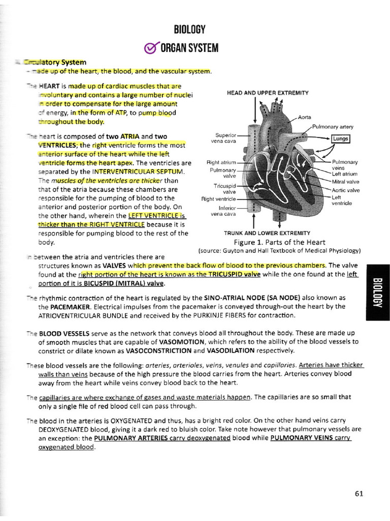 Circulatory | PDF