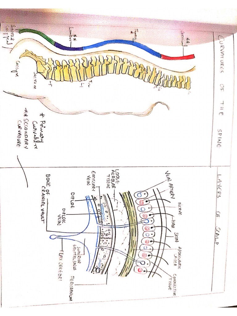 Gross Anat Record Head and Neck Brain Thorax - 250331 - 224800 | PDF