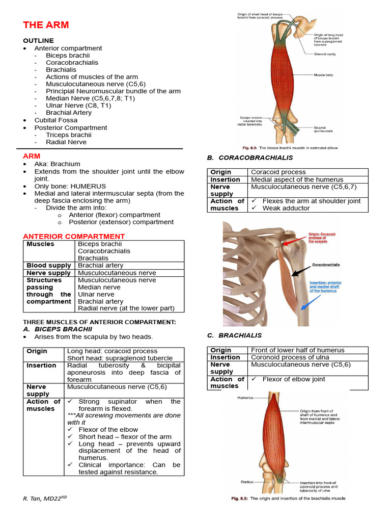 Anterior Compartment of the Arm | PDF | Arm | Elbow