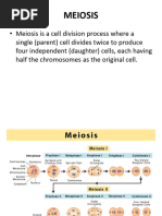 Meiosis Amoeba Sisters | PDF | Meiosis | Mitosis
