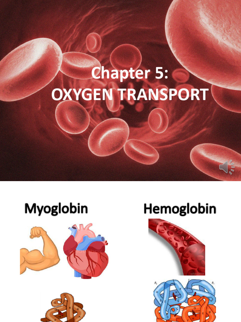 Oxygen Transport: Myoglobin vs Hemoglobin | PDF | Ligand (Biochemistry ...