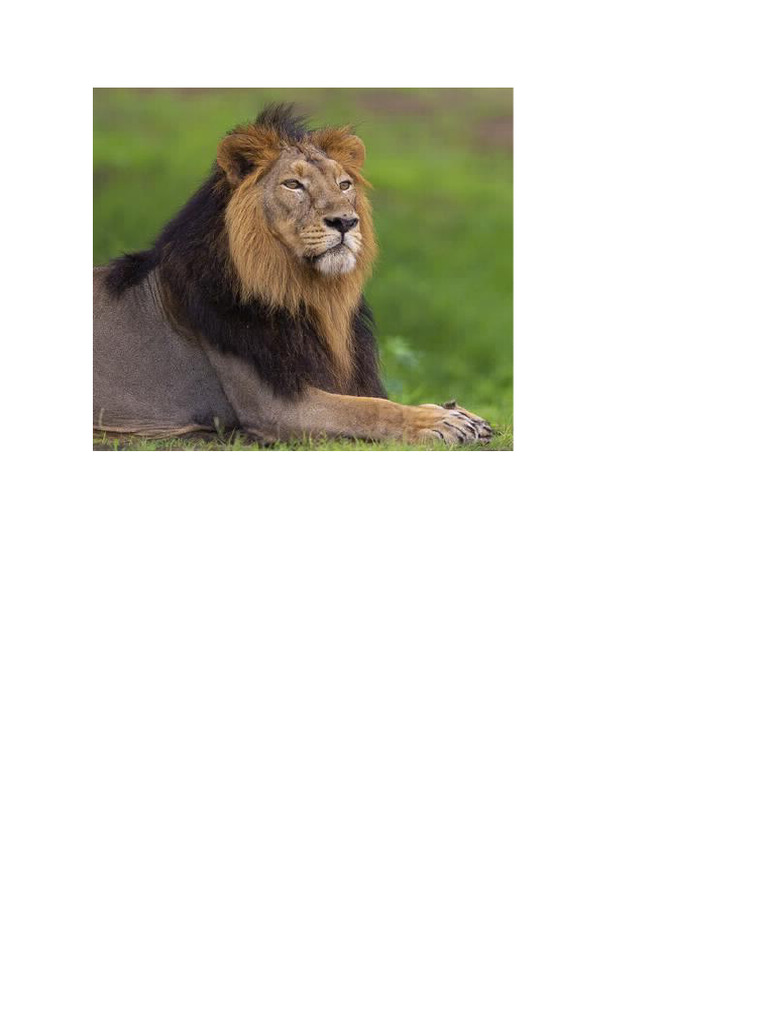 Asiastic Lion | PDF