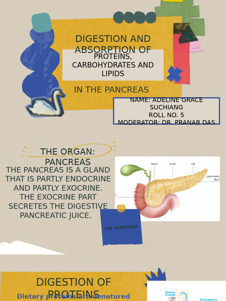 Digestion and Absorption of | PDF | Digestion | Pancreas