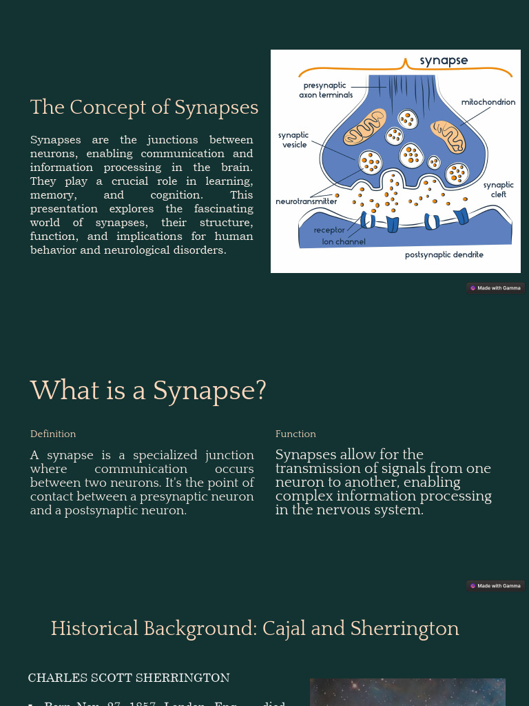 The Concept of Synapses Lesson IV | PDF | Chemical Synapse | Inhibitory ...