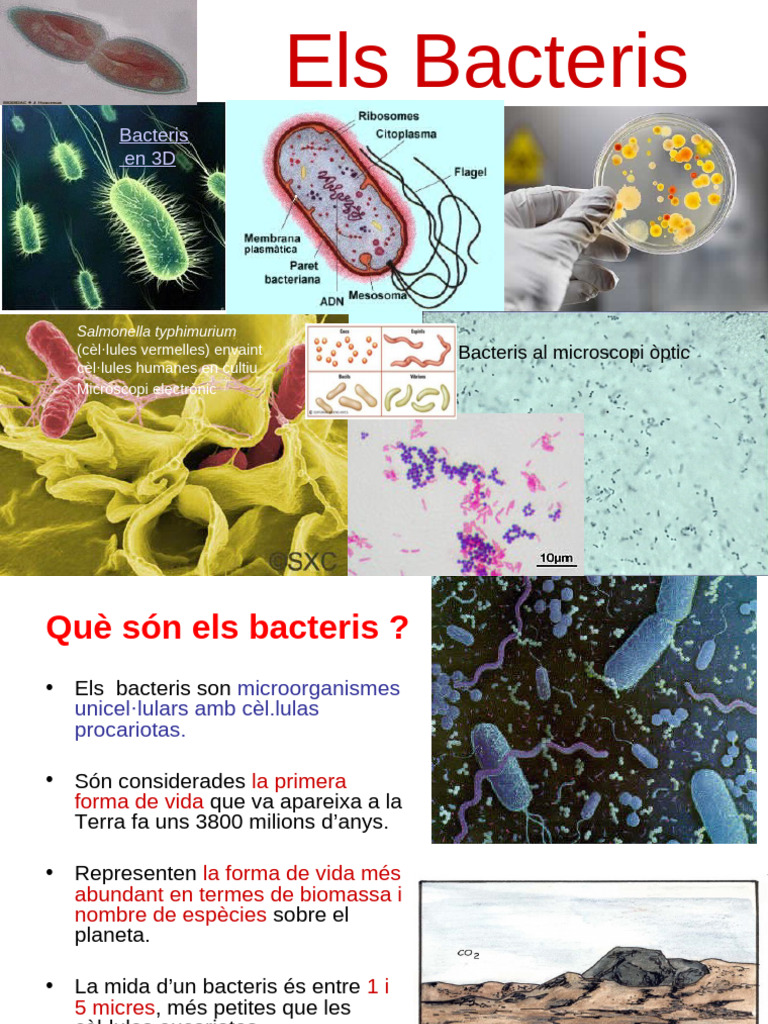 Els Bacteris 5 | PDF