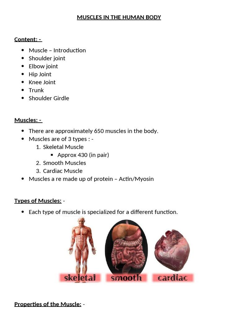 Muscles in The Human Body | PDF