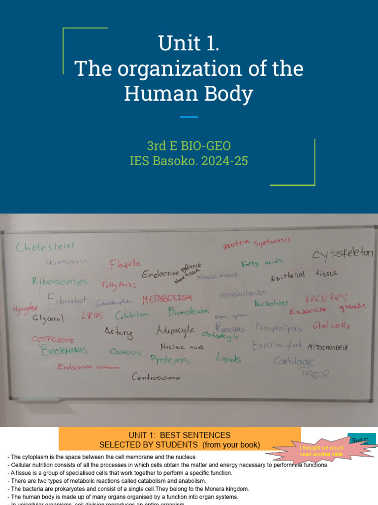 Human Body Organization Overview | PDF | Cell (Biology) | Muscle
