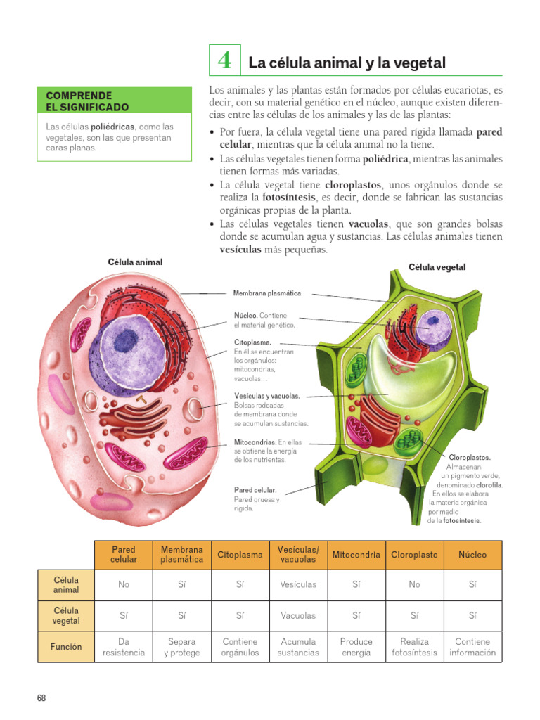 Diferencias entre células animales y vegetales | PDF | Biología Celular ...