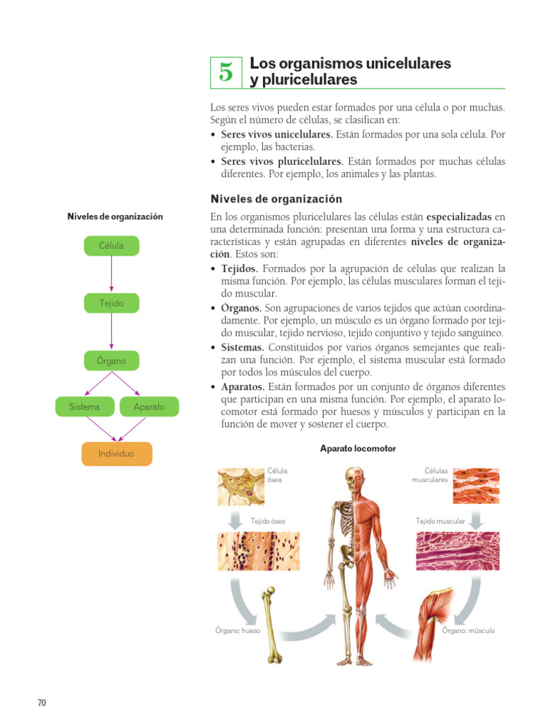 organismos uni y pluri | PDF | Tejido (biología) | Músculo