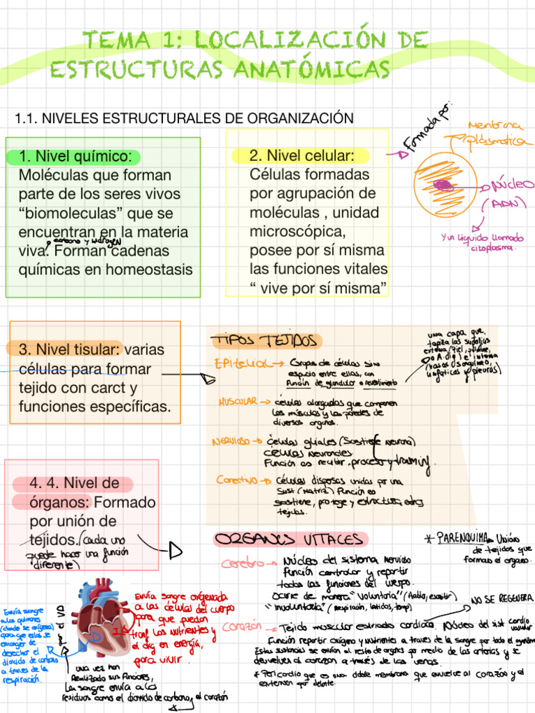Estructuras Anatómicas y Funciones | PDF | Respiración | Pulmón