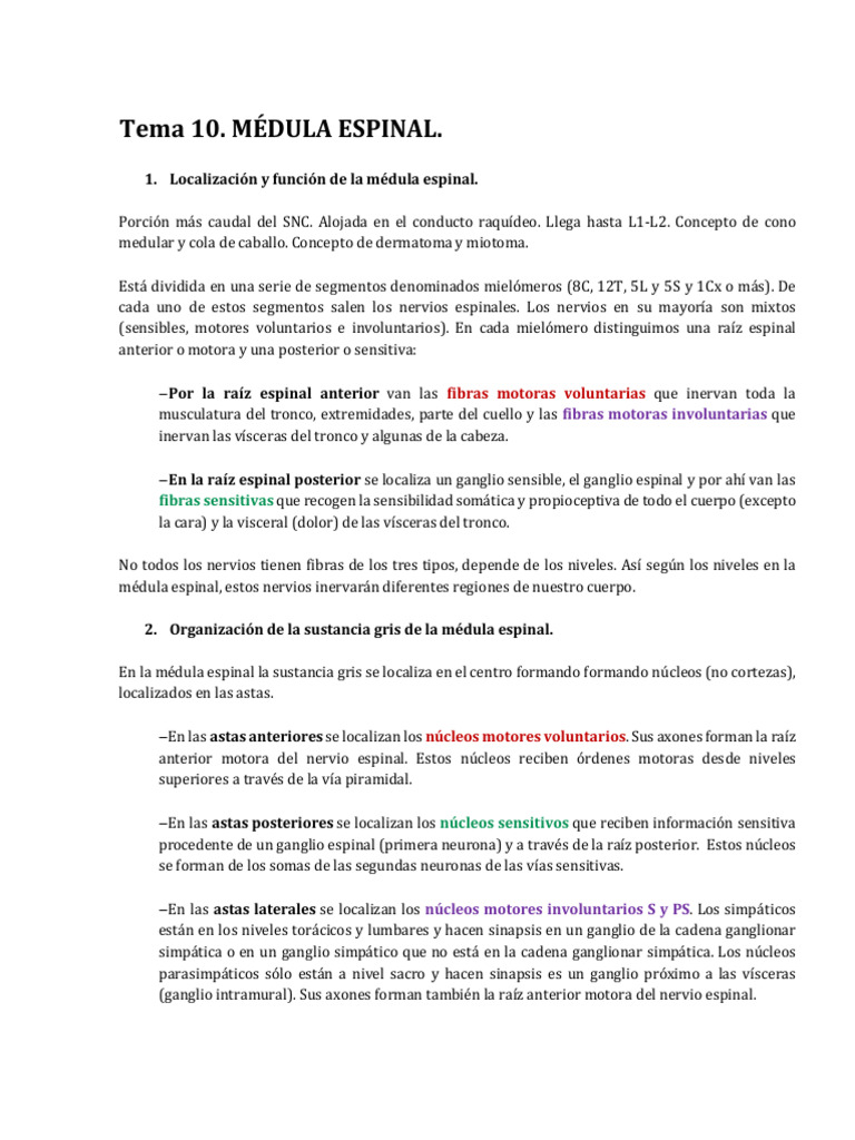 Tema 10. Médula Espinal - Resumen Elena | PDF | Médula espinal | Nervio
