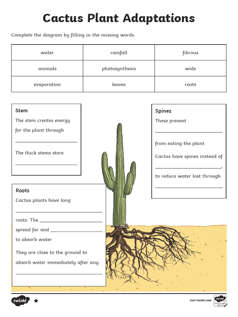 Cactus Plant Adaptations Worksheet | PDF
