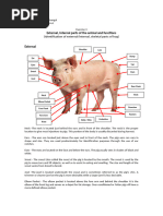 PiG Anatomy | PDF