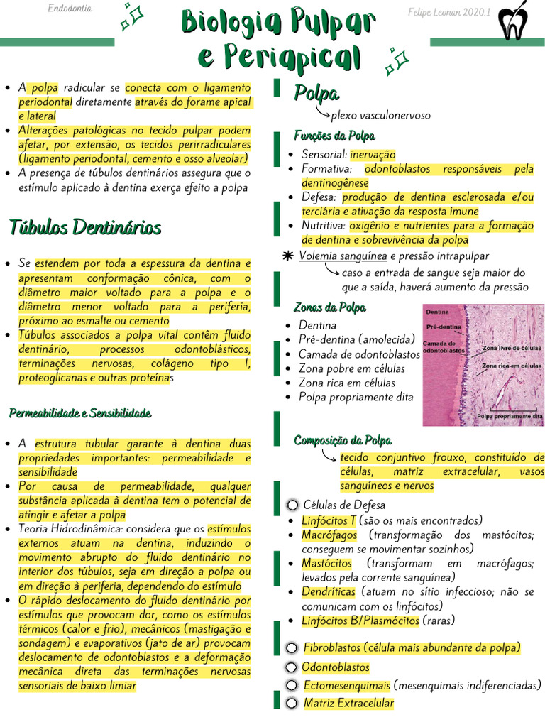 Biologia Pulpar e Periapical | PDF | Dentina | Anatomia