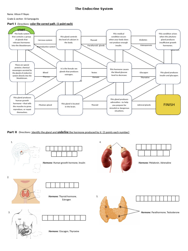 Science 10 LAS q3 - Allison P. Reyes - 10samaguita | PDF | Endocrine ...