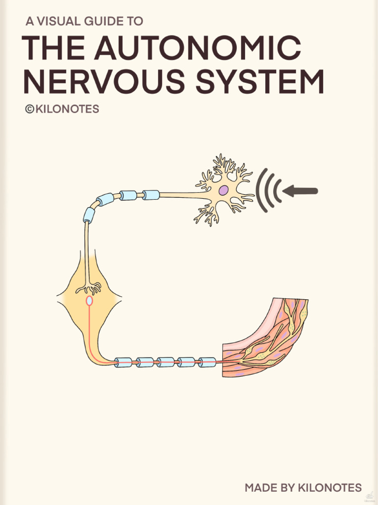 Autonomic Nervous System Medical Notes | PDF