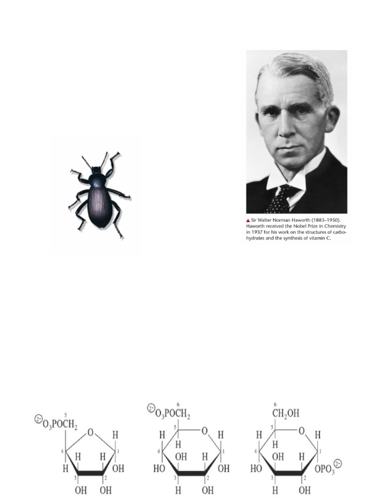 Derivatives of Monosaccharides | PDF | Biochemistry | Chemistry