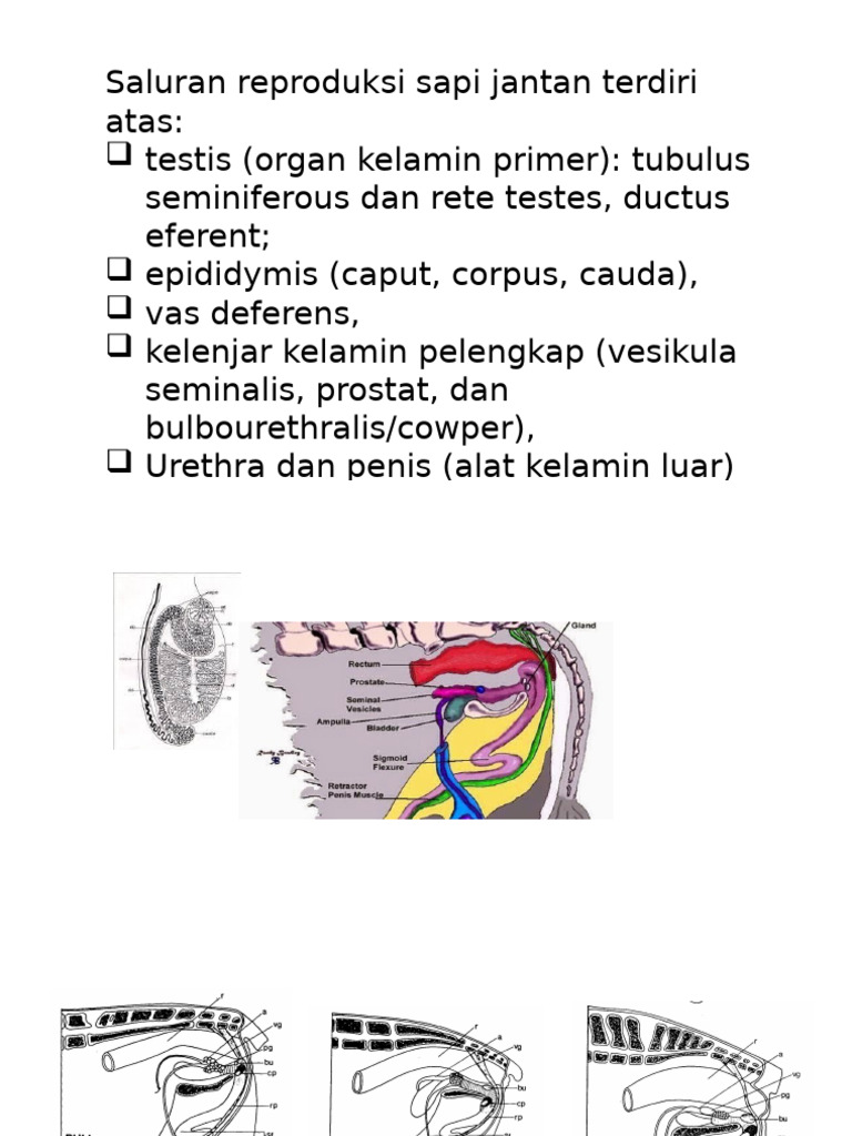 Siatem Reproduksi Ternak | PDF