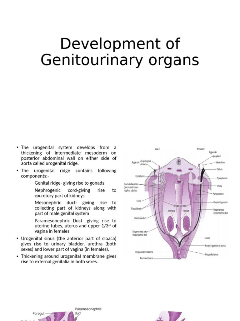 Development of Genitourinary Organs (Autosaved) | PDF | Testicle | Prostate
