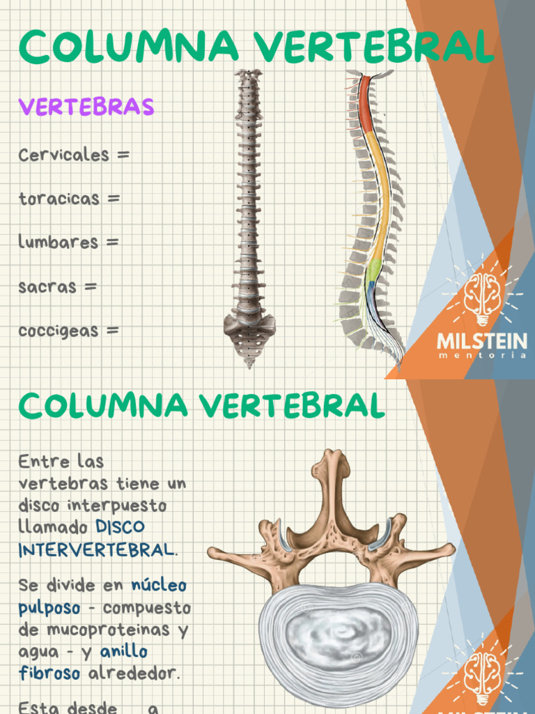Repaso 01 - Columna Vertebral PDF | PDF | Vértebra | La columna vertebral