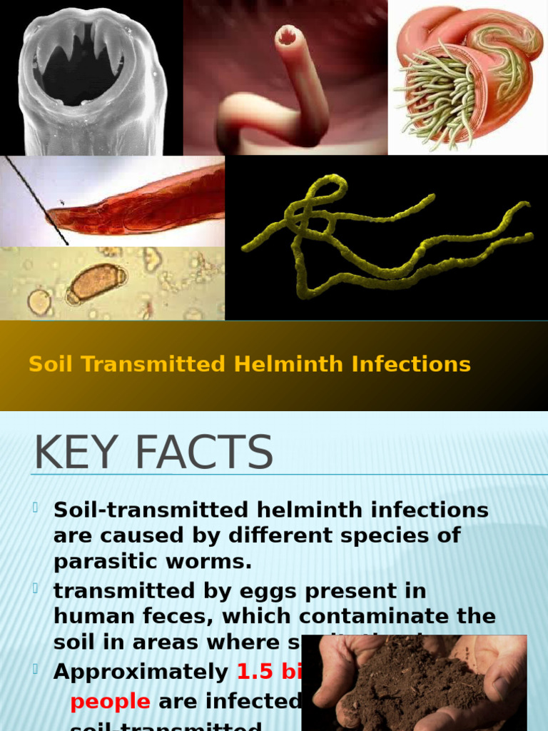 Soil-Transmitted Helminth Infections Guide | PDF | Diseases And ...
