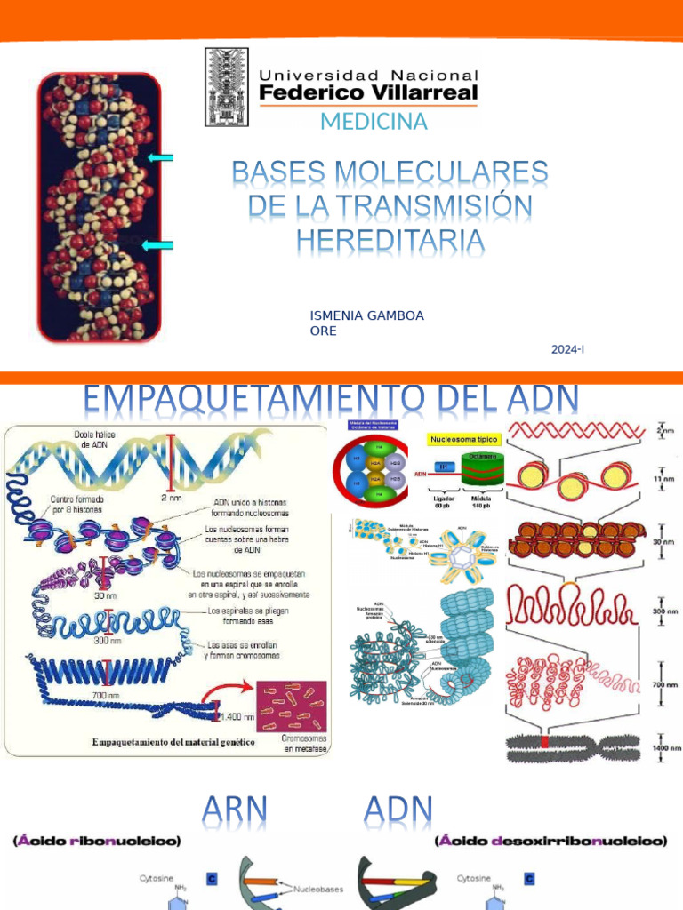 Bases Moleculares de La Herencia y Mutación 2024 | PDF | Adn | Rna