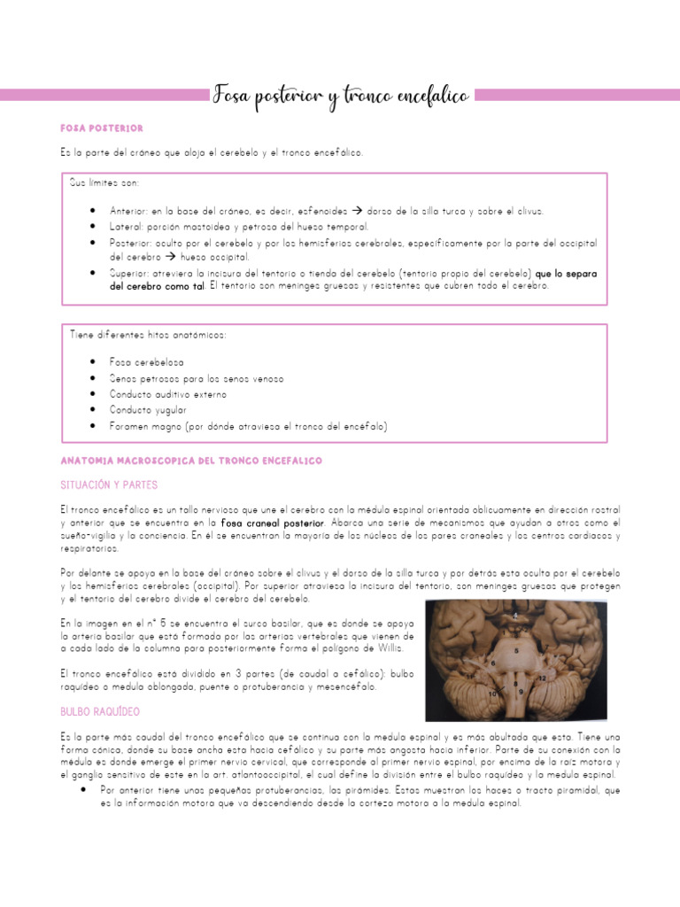 Fosa Posterior | PDF | Anatomía humana | Cabeza y cuello humanos